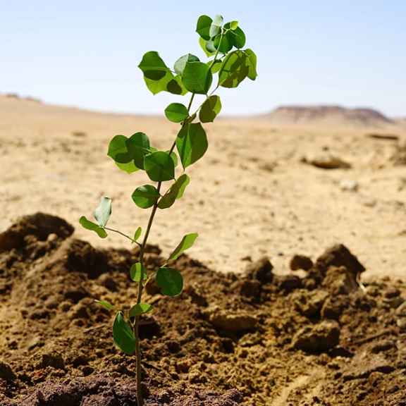Triodos Foundation | SEKEM