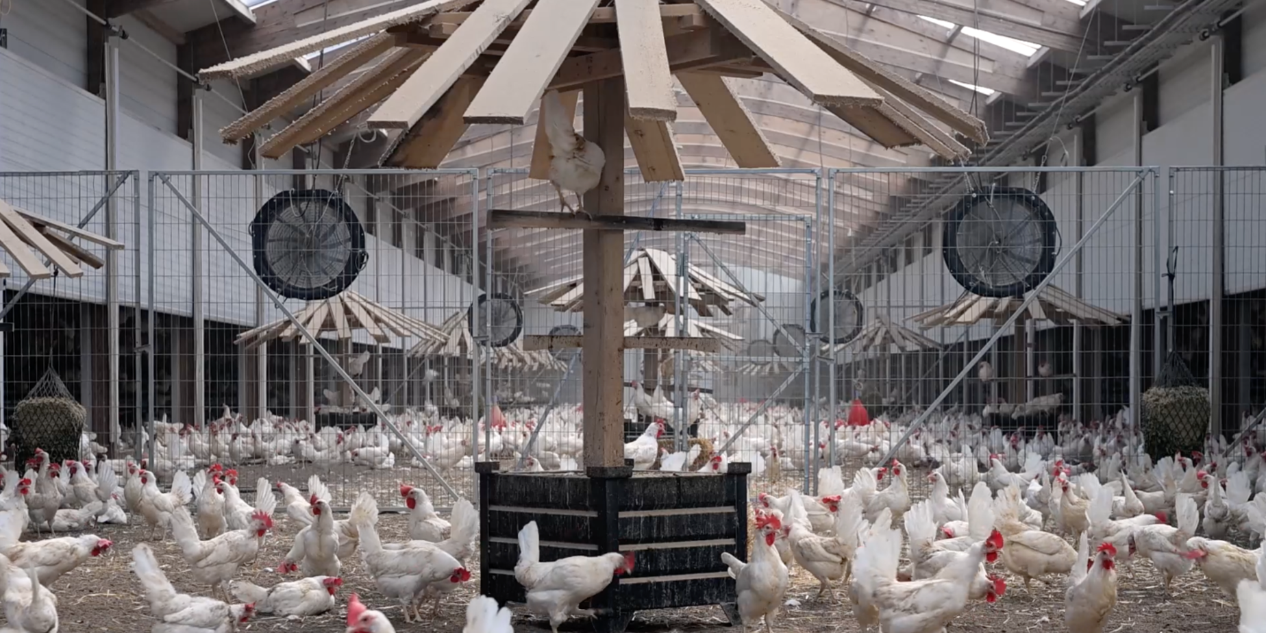 Triodos Foundation | De Vegan Veehouder