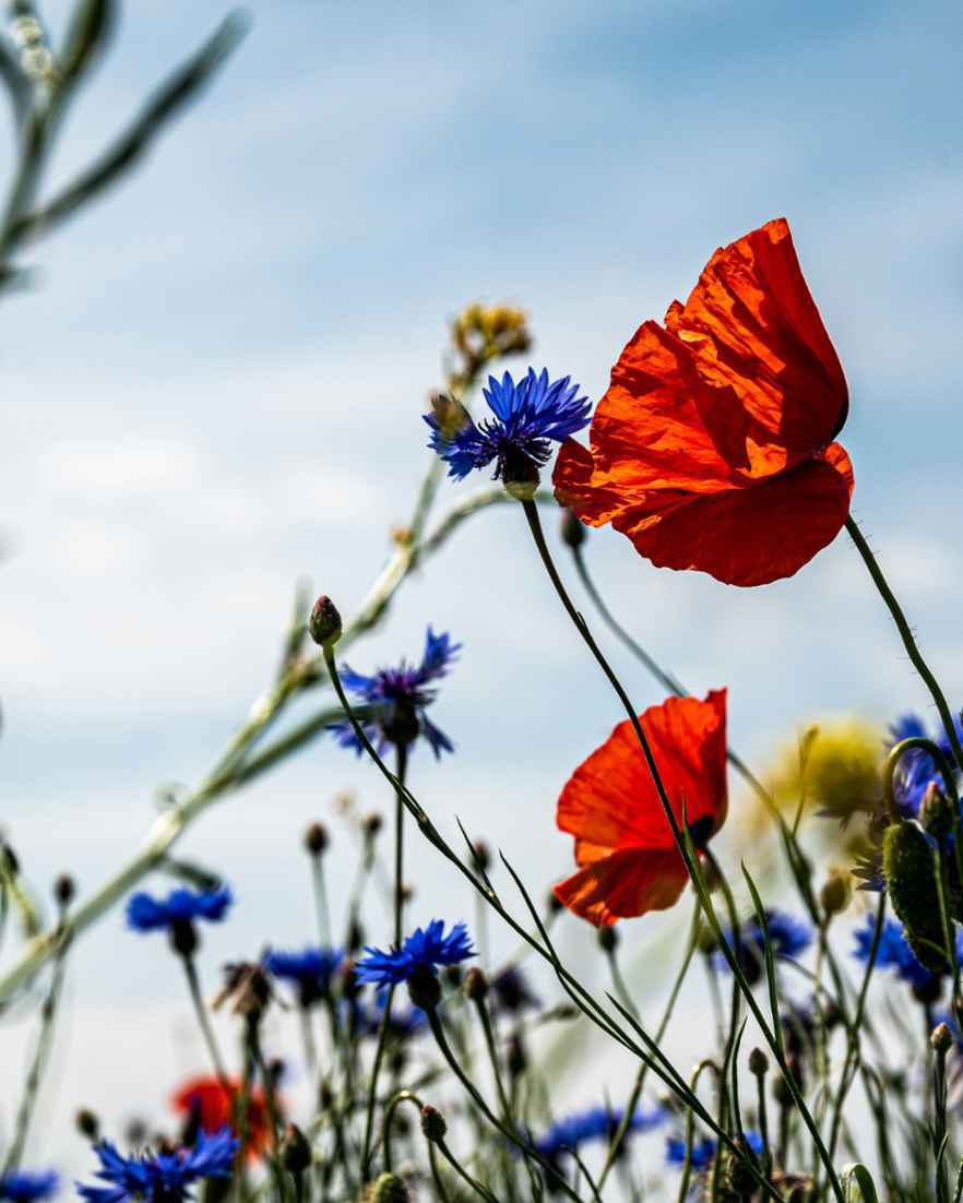 Triodos Foundation | Over Triodos Foundation