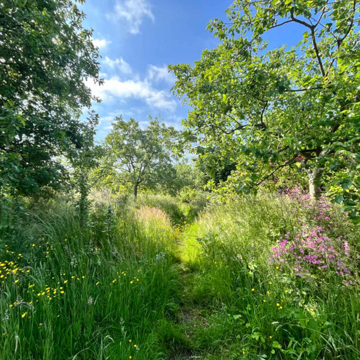 Triodos Foundation | Projecten