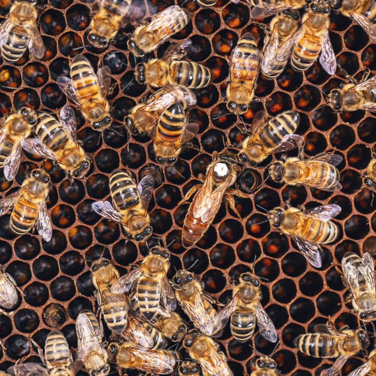 Triodos Foundation | 5 bij-zonder goede tips