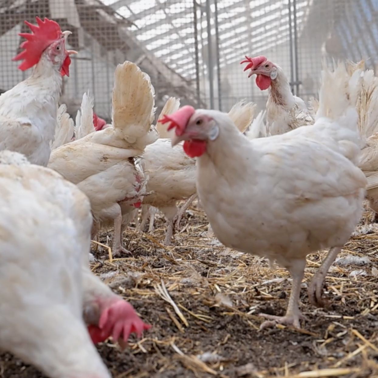 Triodos Foundation | De Vegan Veehouder