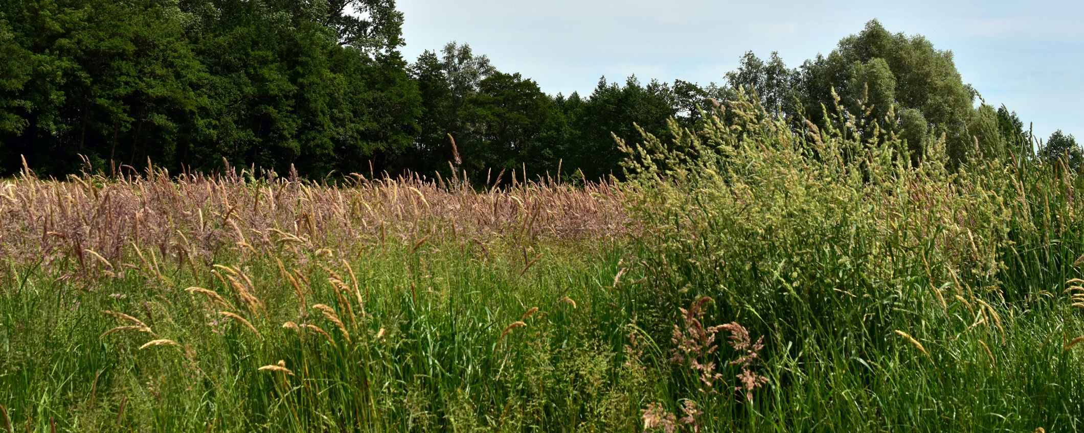 Grasland als natuurheld | Triodos Foundation