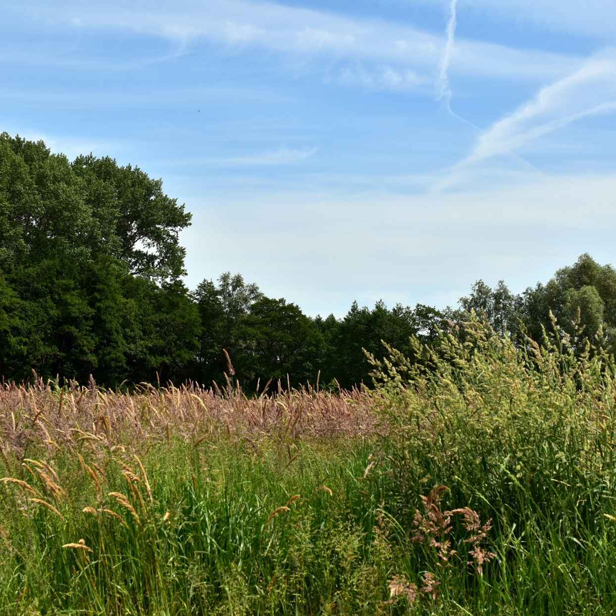 Grasland als natuurheld | Triodos Foundation